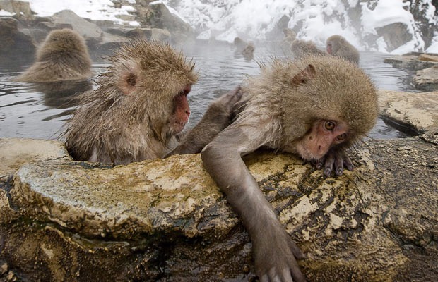 Japanese Snow Monkeys relaxing in a hot spring | Amusing Planet